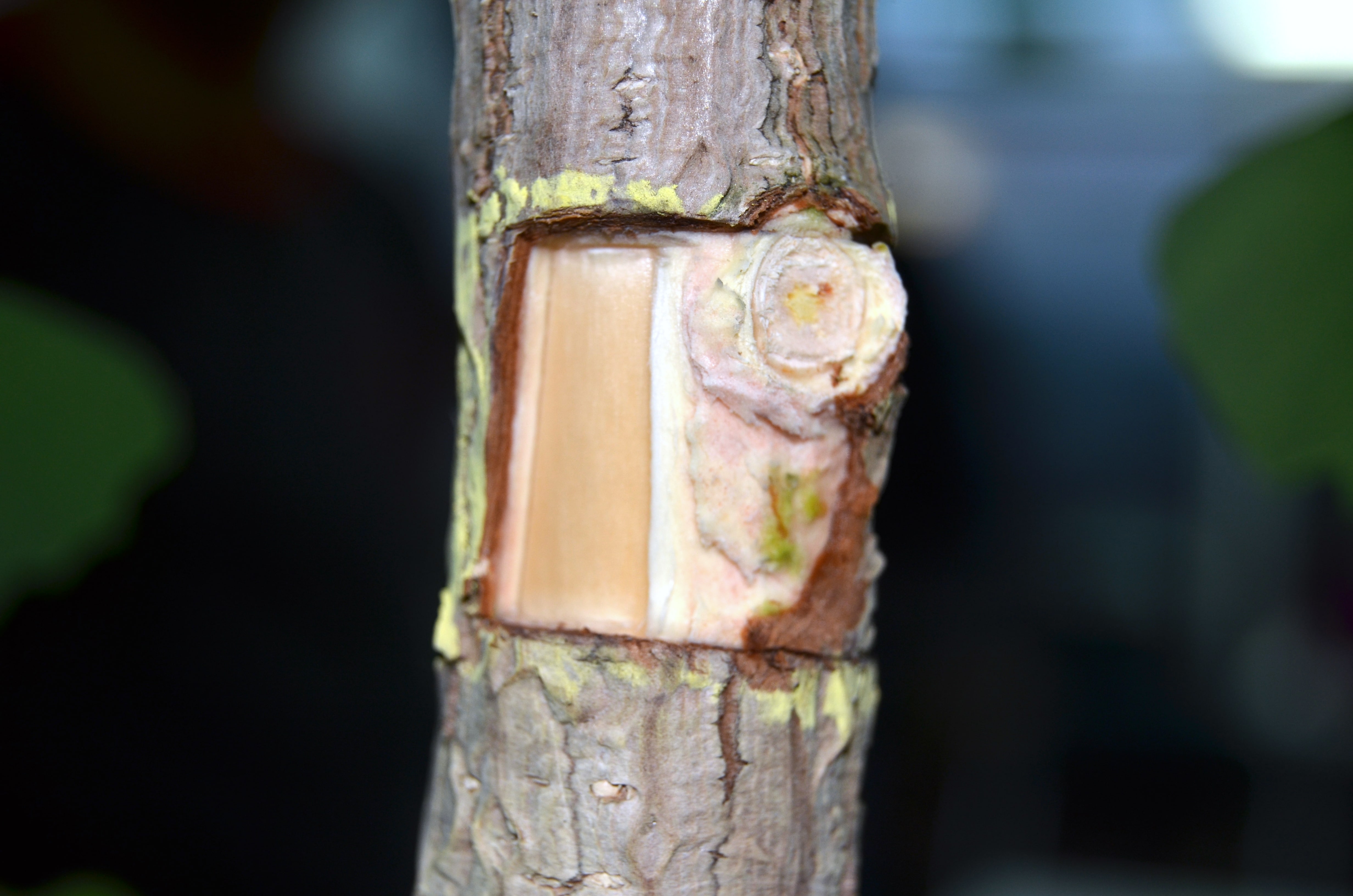 Clase de separación de un acodo en BONSÁI COLMENAR. - Blog Bonsai Colmenar